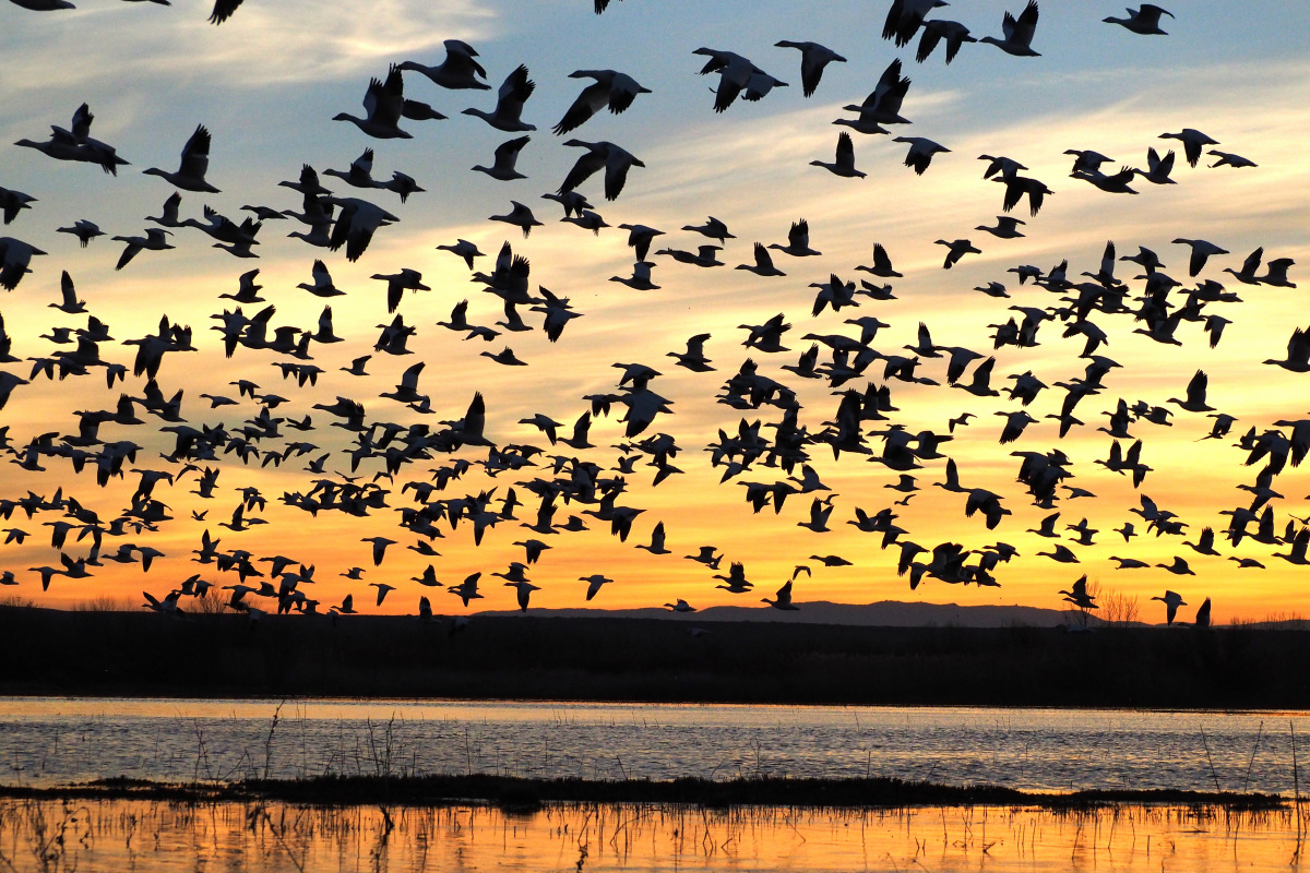 Celebrating National Wildlife Refuges | U.S. Department of the Interior