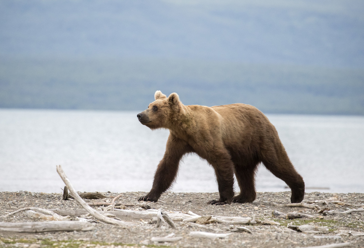 Everything You Want to Know About Katmai National Park’s Fat Bears | U ...