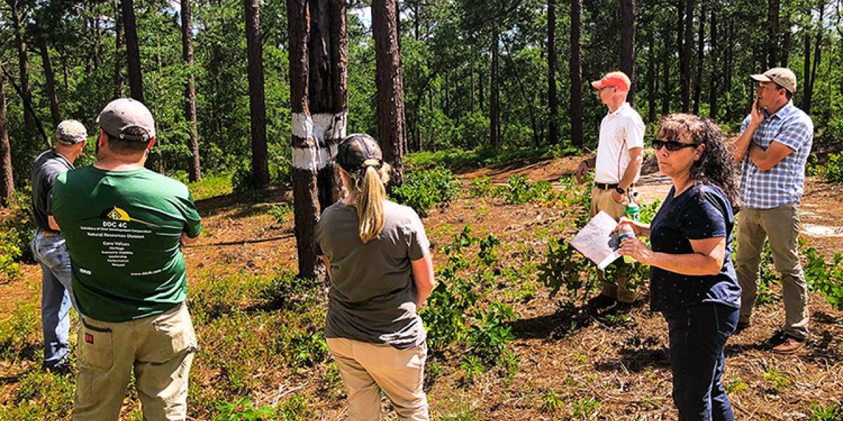 Scientists Help Re-introduce Healthy Fire in Florida Forests | U.S ...