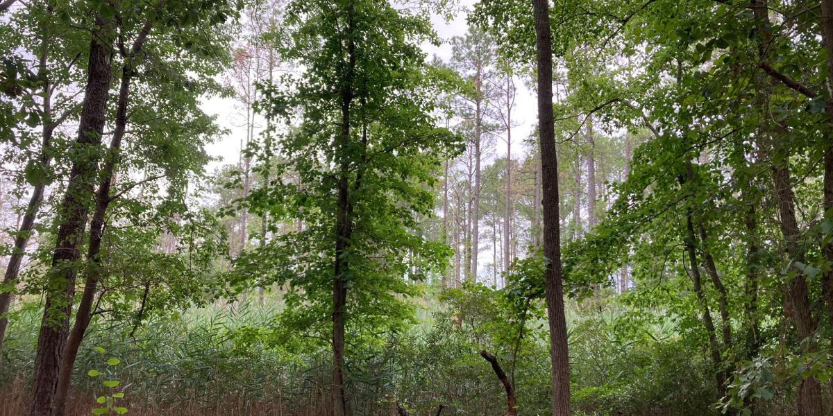 Interior and Defense Departments Invest $15 Million to Preserve Green ...