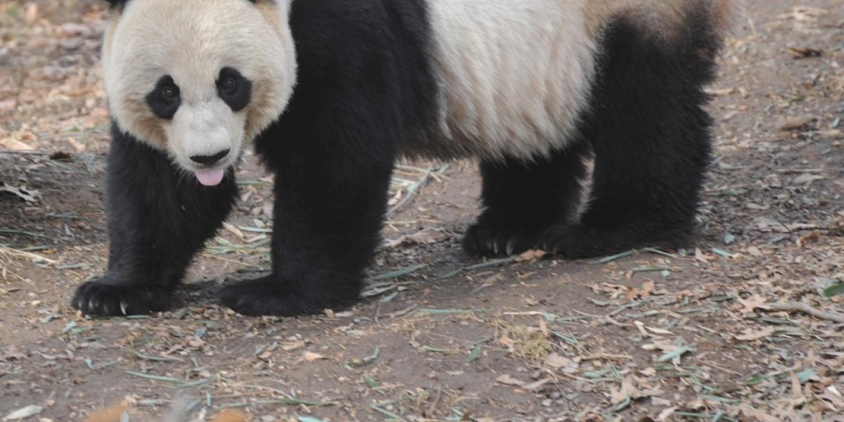 Photos: Pandas Mei Xiang and Tian Tian to Remain at National Zoo | U.S ...