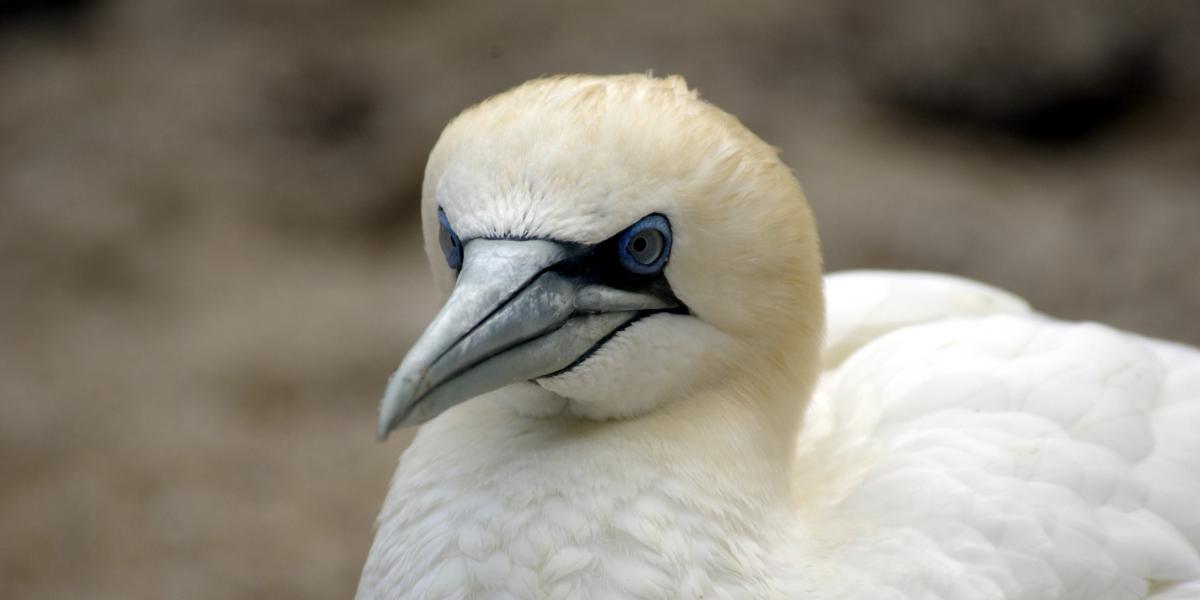$33 Million for Seabird Restoration Approved in by Deepwater Horizon ...