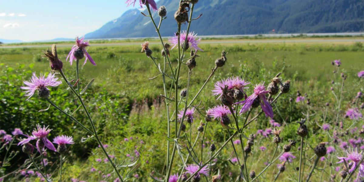 Invasive Species: Finding solutions to stop their spread | U.S ...