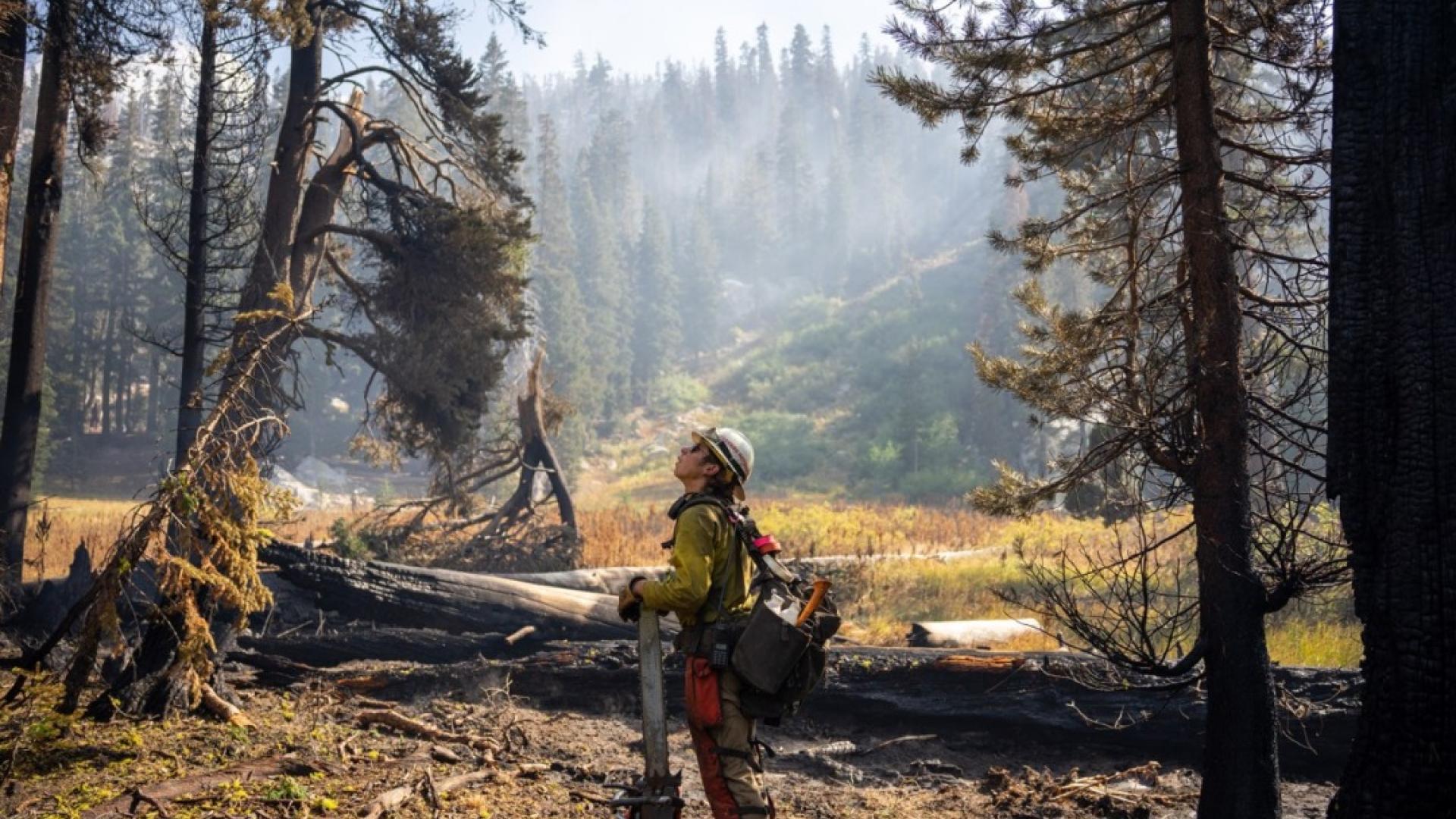 Investing in More Robust Mental Health Support for Wildland ...